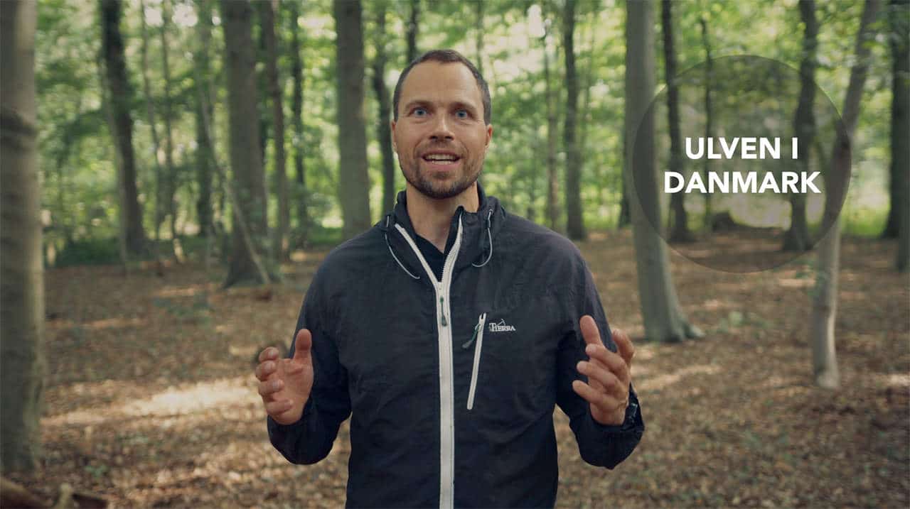 Mødet med en ulv i Danmark [Historiefortælling] - Erik B. Jørgensen